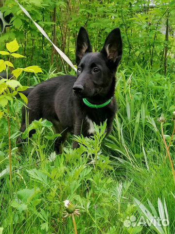 Отдам метис щенок