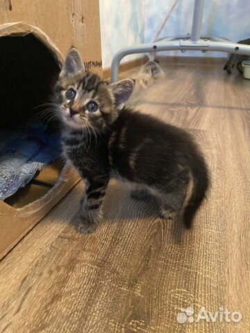 Кошка с ладошку