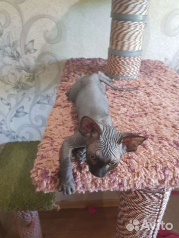 Канадский сфинкс котенок