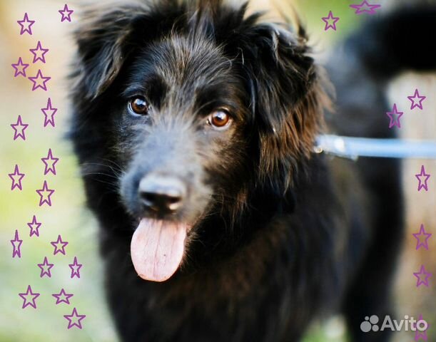 Пушистый щенок Клэр