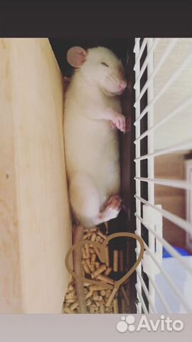 Декоративная крыса Дамбо мальчик с клеткой