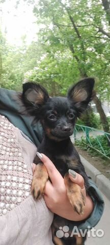 Русский той д/ш мальчик, РКФ
