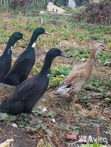 Утки индийский бегунок