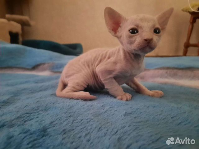 Донской сфинкс котята