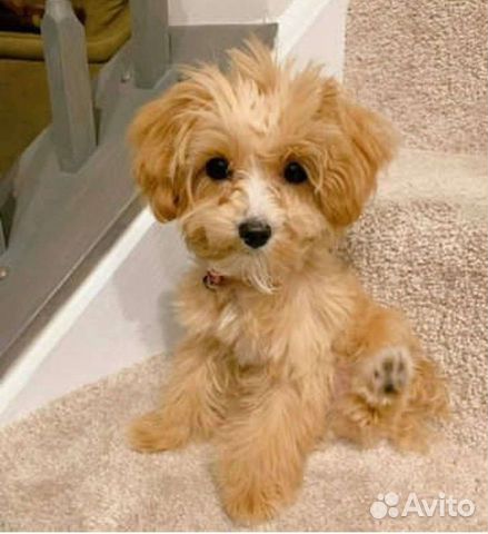 Мальтипу детка