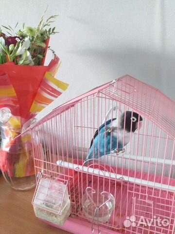 Попугай неразлучник