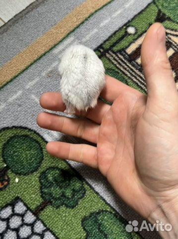 Хамяки с клеткой