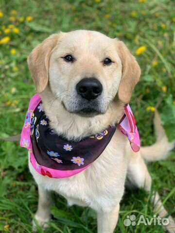 Лабрадор Джефф ищет семью