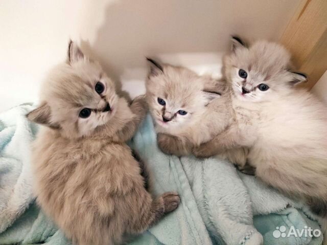 Котята невские маскарадные