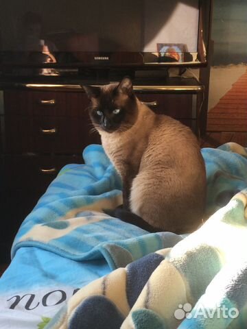 Тайские котята