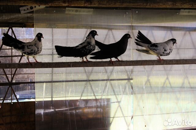 Мордовские голуби