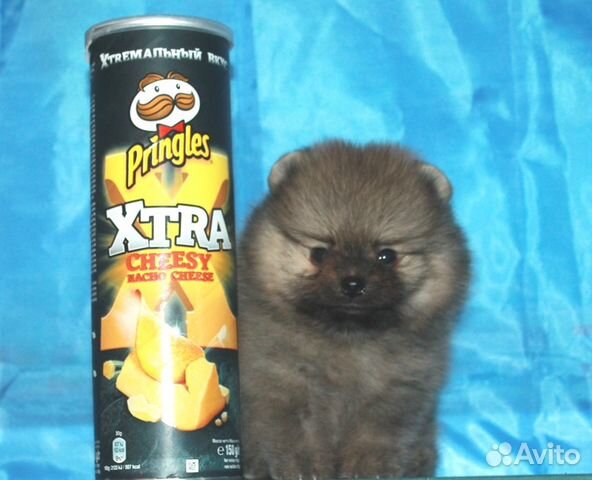 Шпиц щеночки миниатюный/померанский - медвежки