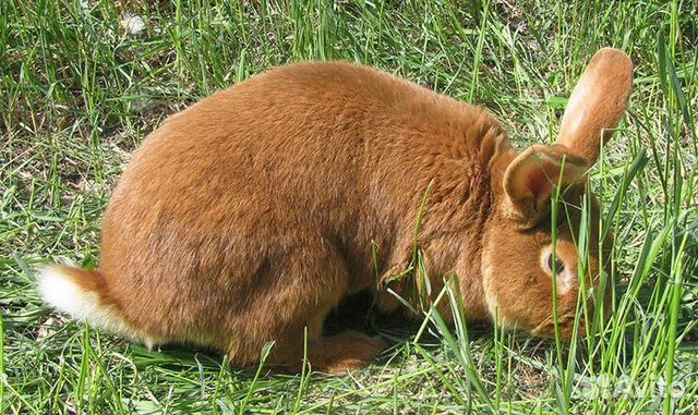 Племенные кролики Новозеландские Красные