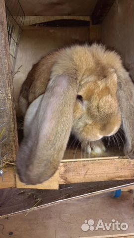 Крольчата (фр. бараны)