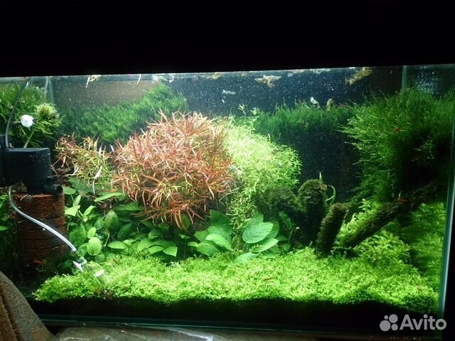 Растения после прополки