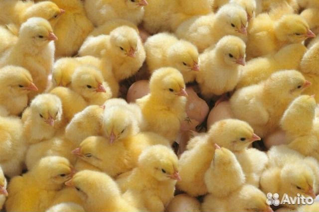 Цыплята породы кобб 500