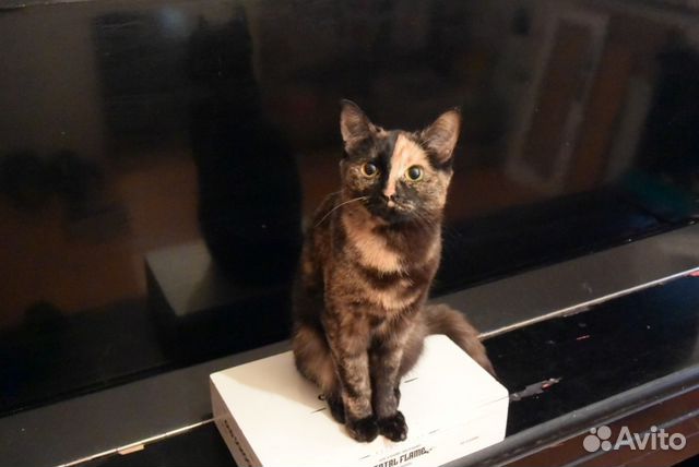 Черепаховая кошечка