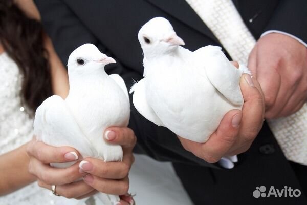 Голуби на свадьбу