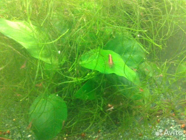 Креветки вишня светлые