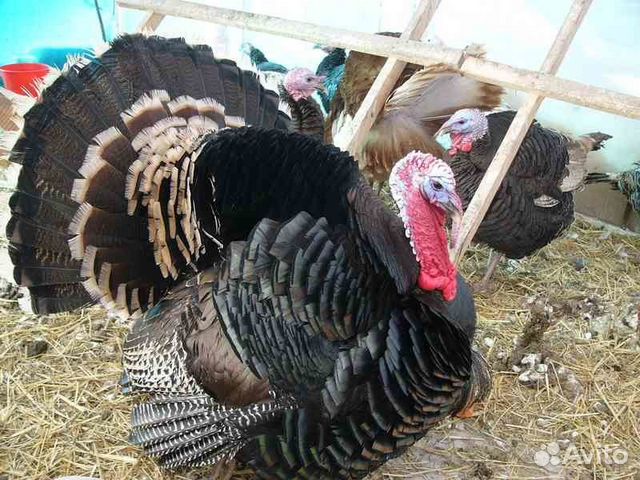 Продам мраморных индюков и индюшек на племя