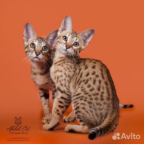 Шикарные Саванны Ф4