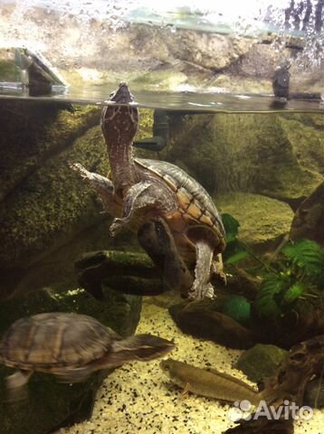 Мускусная черепаха (Sternotherus odoratus)