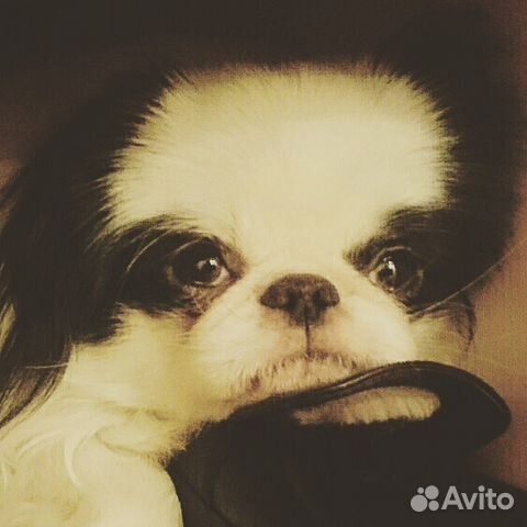 Мальчик для вязки