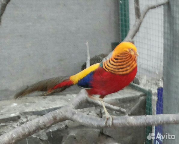 Золотые Фазаны