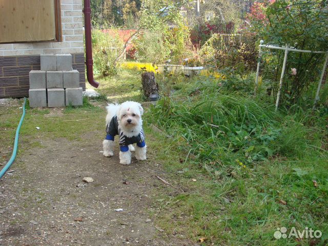 Мальтийская болонка,кобель;вязка