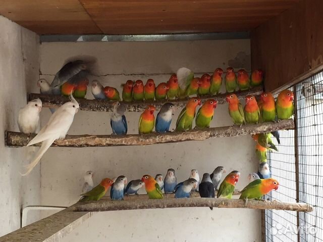 Неразлучник фишера и много других попугаев