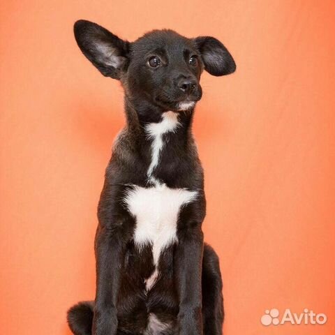 Щенки-подростки бесплатно в добрые руки