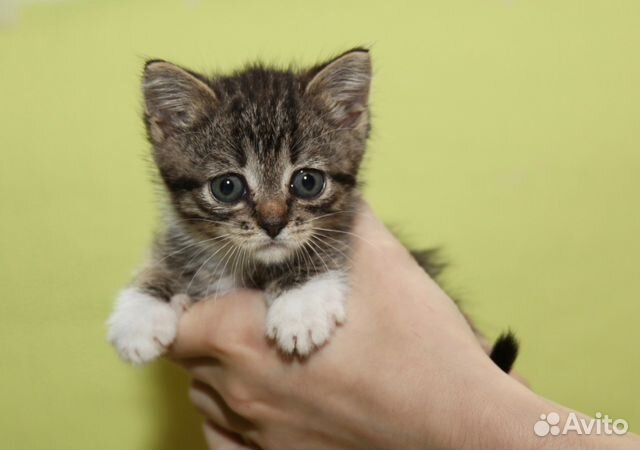 Полосатый котенок Яна