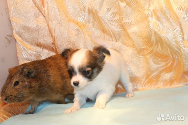 Мальчик по кличке кексик (Чихуахуа)