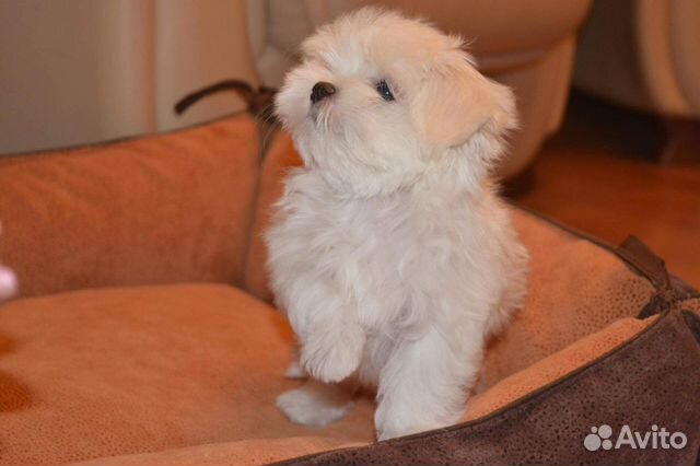 Щенки Мальтийская Болонка Мальтезе