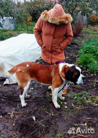 Щенок Сенбернара