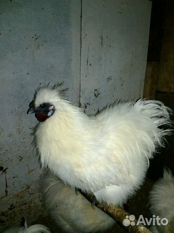 Китайский шёлковый абориген