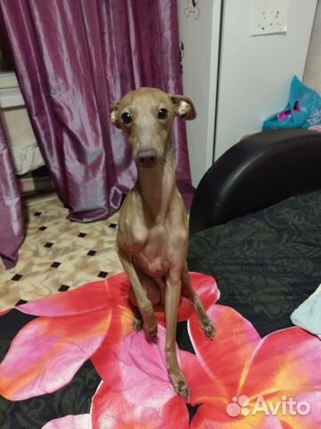 Предлагаю голубую левретку для вязки