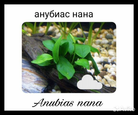 Растения, корма, принадлежности