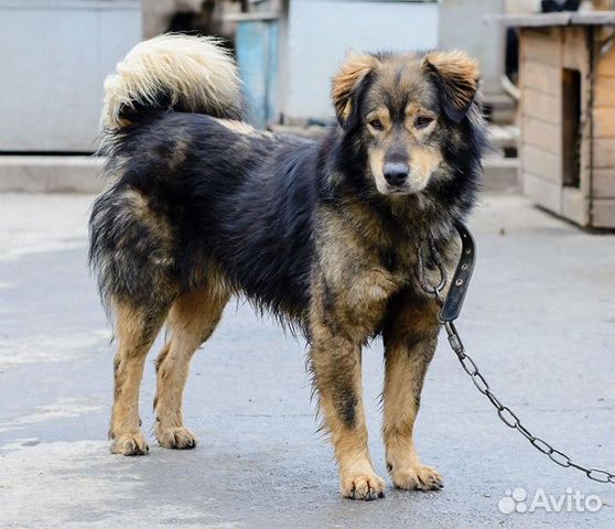 Алекс из Центра Безнадзорных Животных