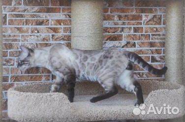 Снежный Бенгал (имп. США). Вязка