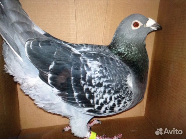 Почтовые спортивные голуби Чехи