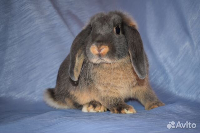 Голубая огневка. Редкий окрас. Питомник. Доставка