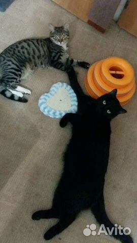 Черная и мраморная кошки в дар