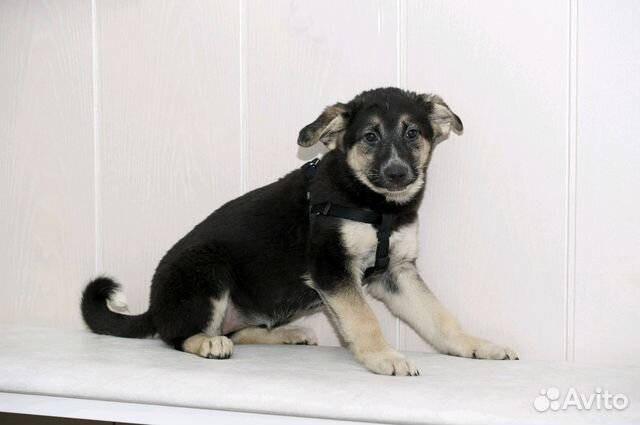 Щенуля с отлова, ласковая, привита