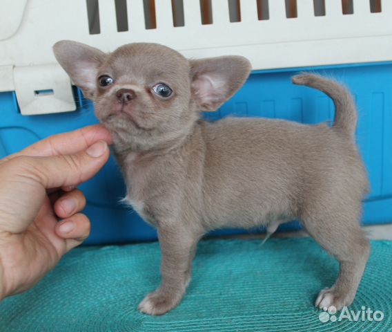 Мой герой - лиловый француз в душе и наяву