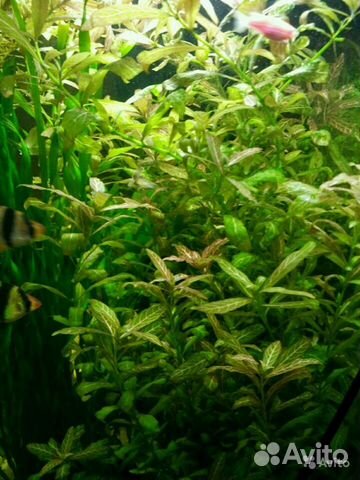 Аквариумные растения много