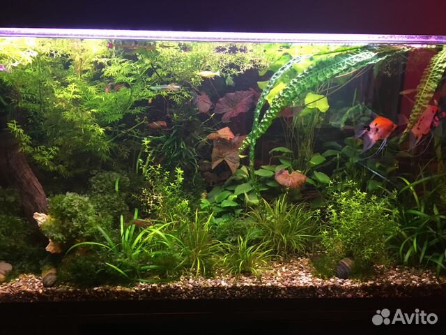 Аквариум