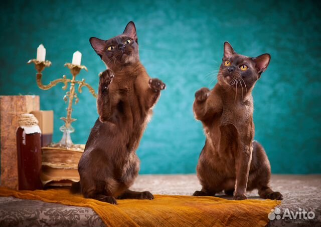 Котята Европейской бурмы