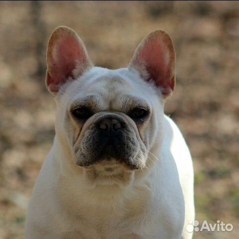 Красавчик для вязки + его детки для продажи)