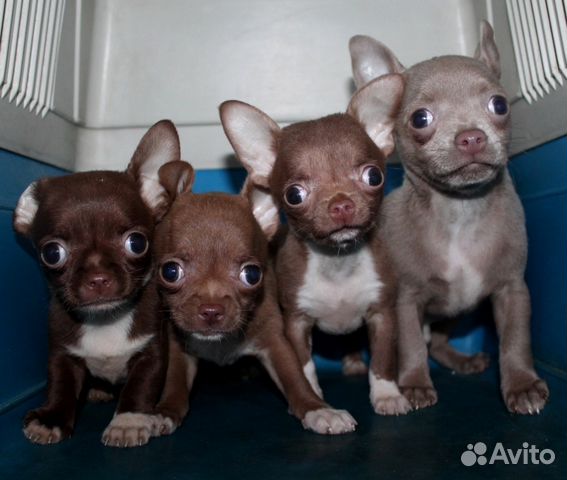 Чихомышки для Вас - на любой вкус и кошелек